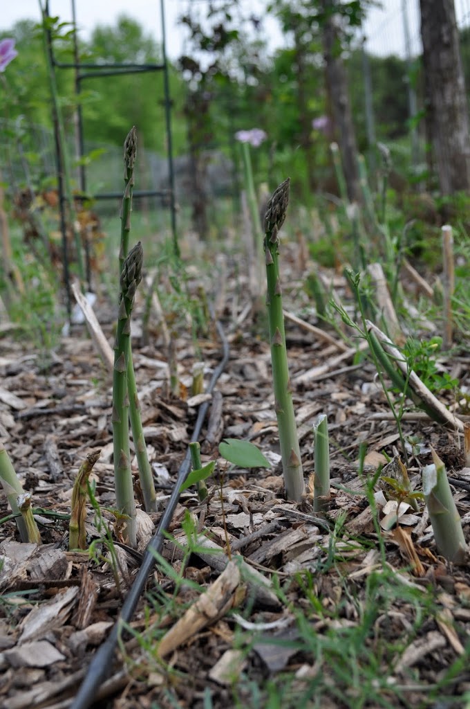 SOMETIMES CALLED SPARROW GRASS, SOMETIMES ASPARAGOS