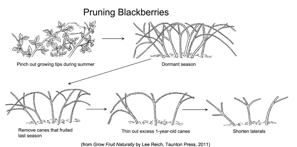Blackberries Galore!