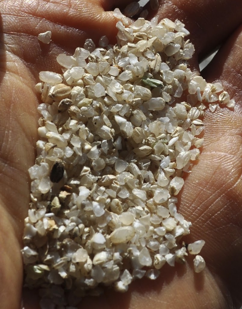 Rice, Corn, & Barley Harvest