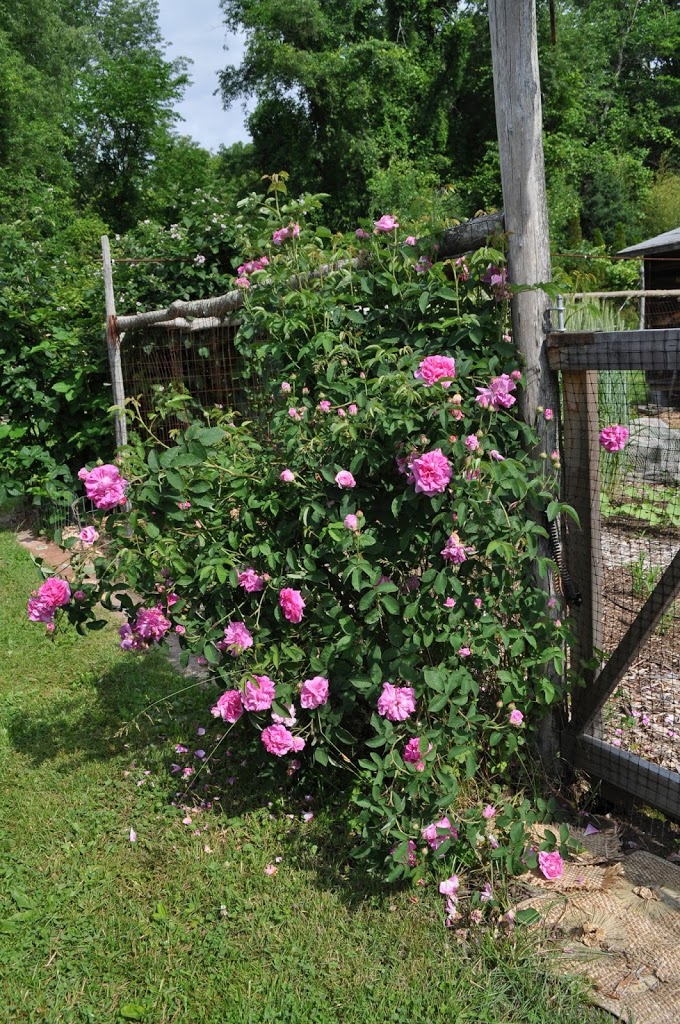 A Rose is a Rose is a Rose . . . Not!