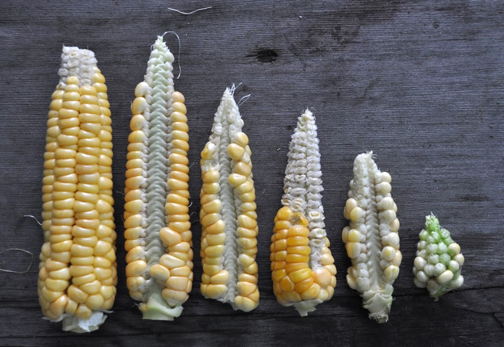 Tomatoes and Corn, mmmm