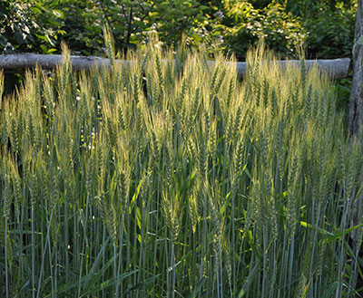 wheat-in-garden-400×329