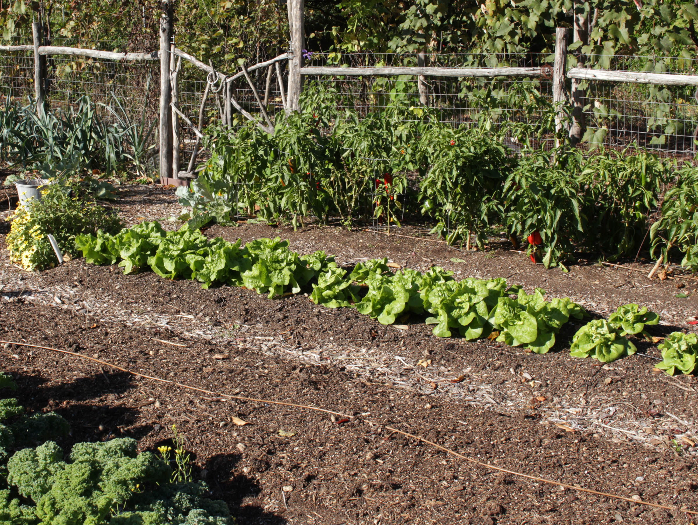 COMPOST, FERTILITY, & SUSTAINABILITY