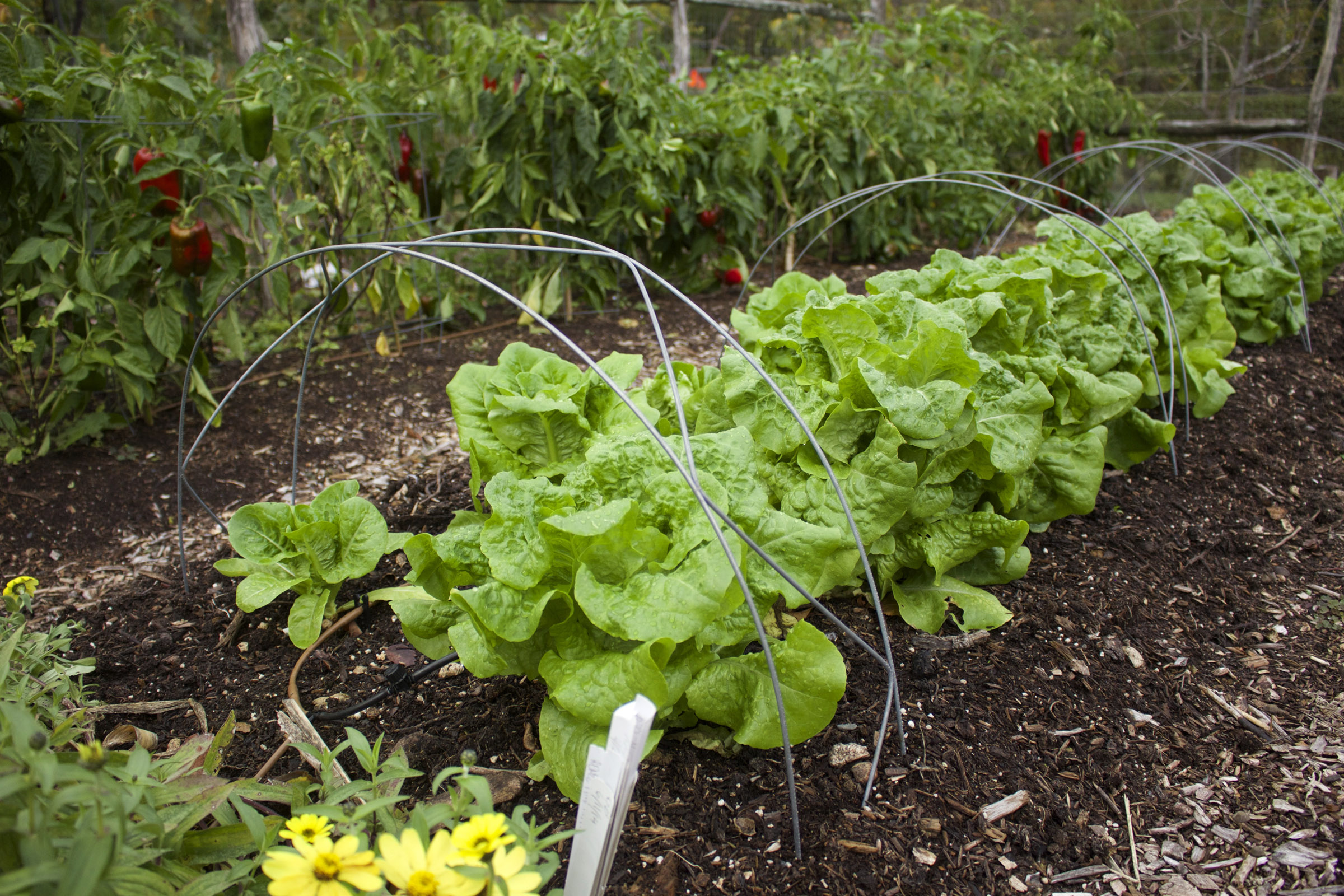 FIGS, POMEGRANATES, LETTUCE, BEDS: ALL READY