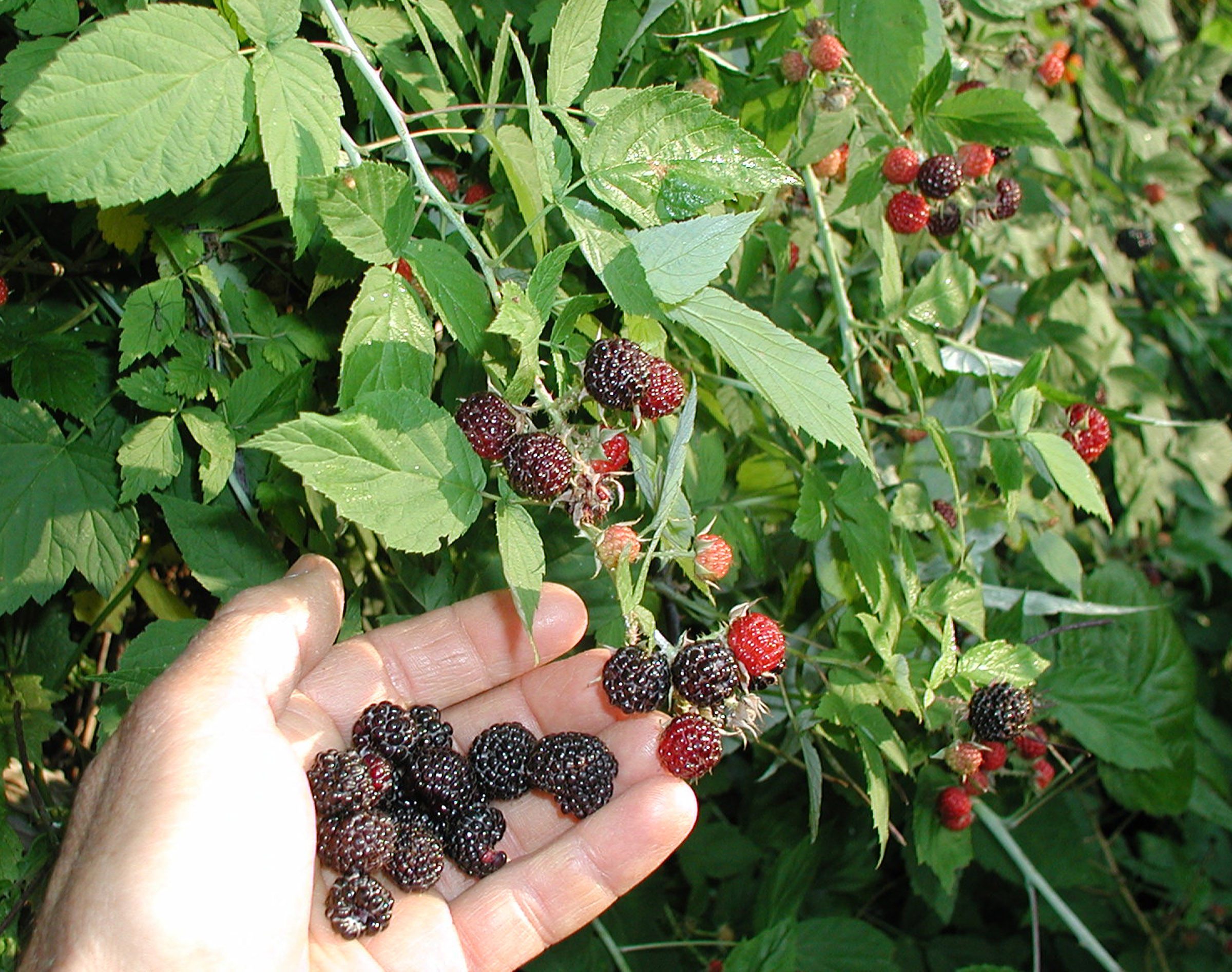 A FRUITFUL YEAR IN THE OFFING