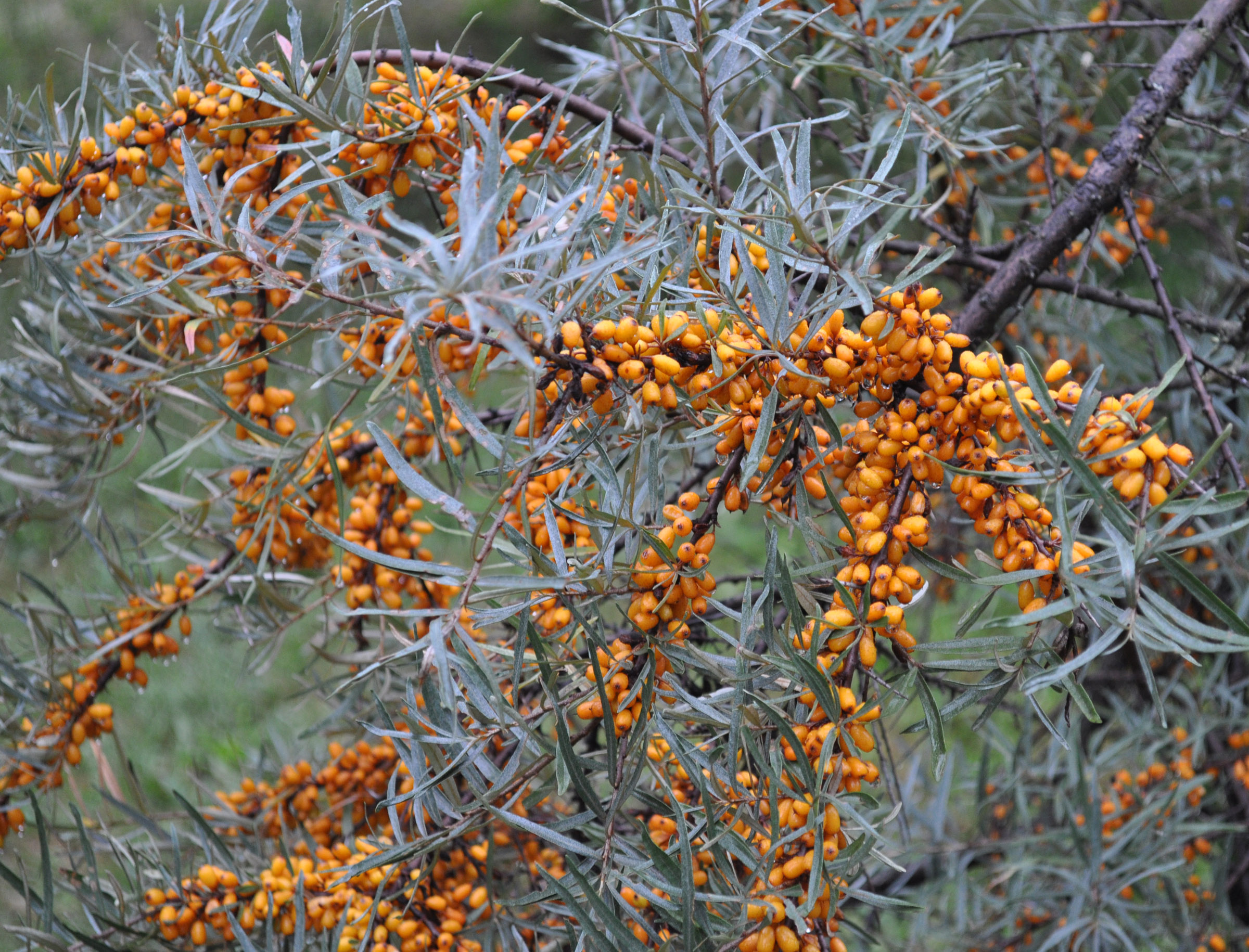 A FRUITFUL YEAR IN THE OFFING