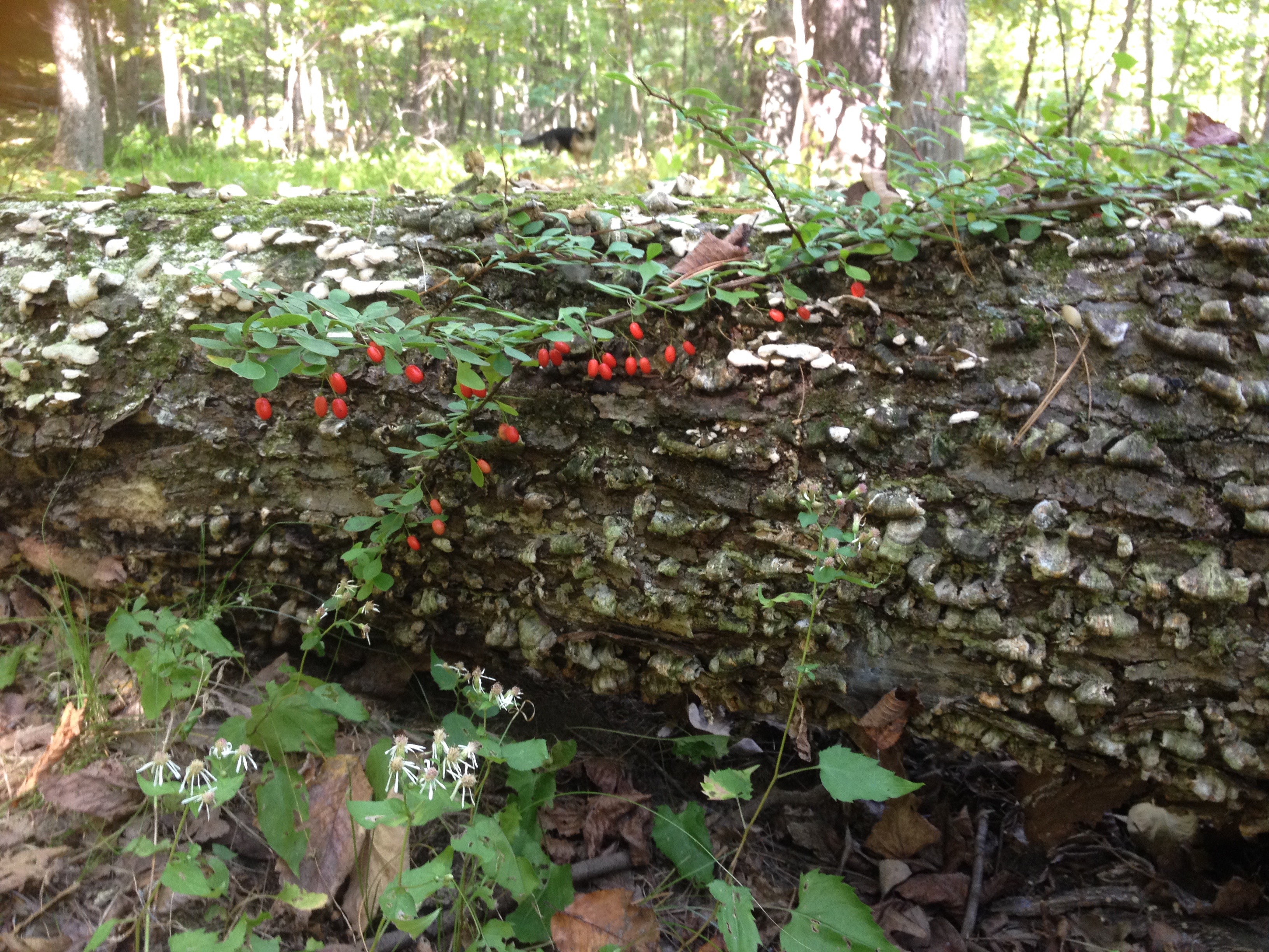 HEATHERS & BARBERRIES & TICKS, OH NO!