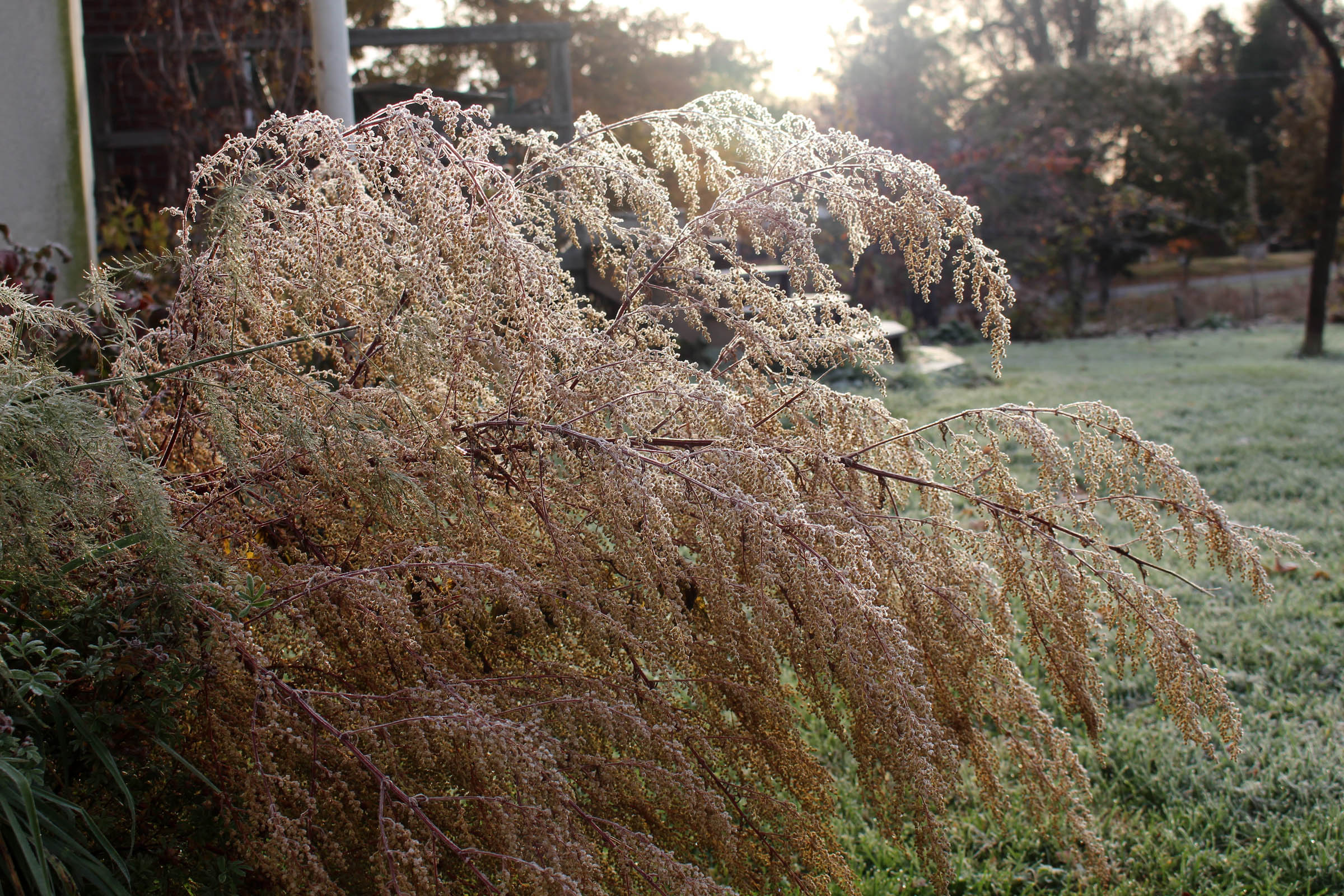 SWEET ANNIE AND SWEET GRAPES