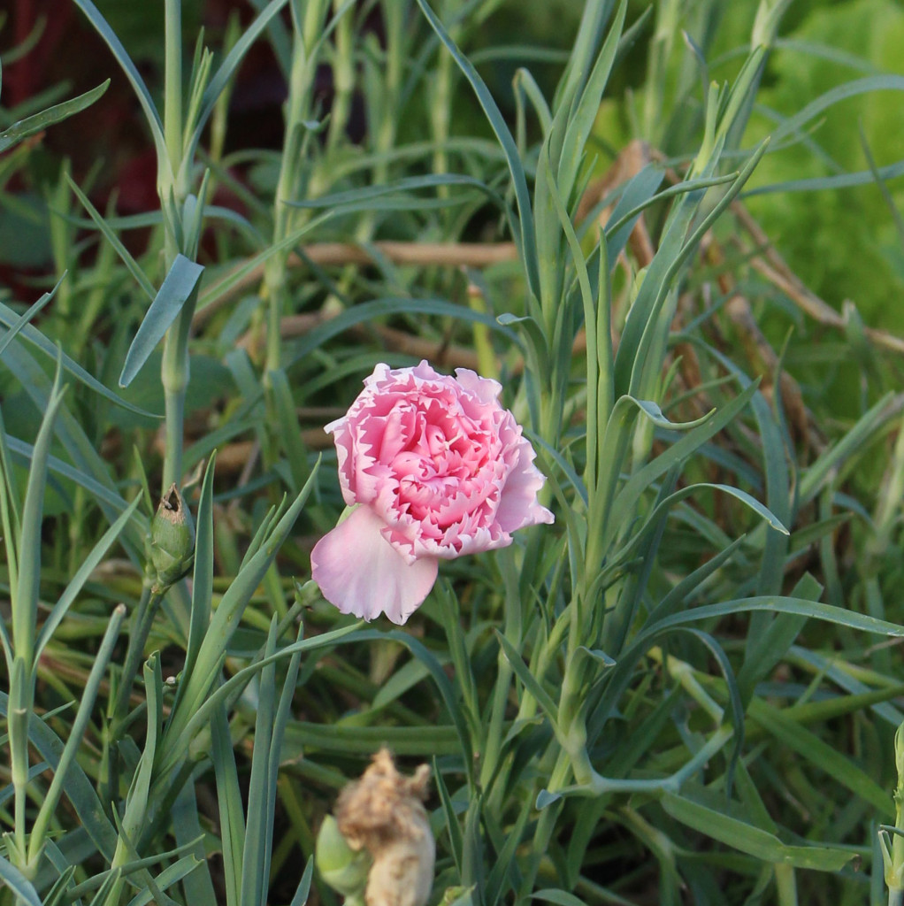 MYSTERY OF THE UNDEAD ROSE