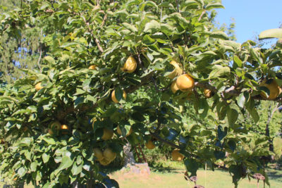 FRUIT HARVEST, WHEN? – Lee Reich