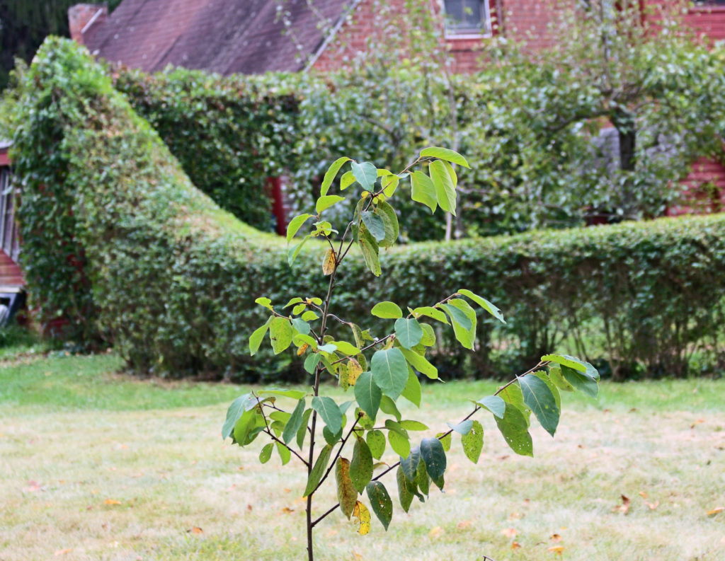 THE WEATHER, AND BLACKCAPS