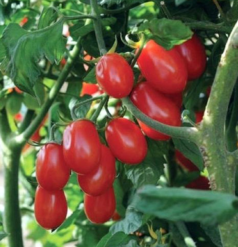 Making My Bed(s); The “Best” Tomato