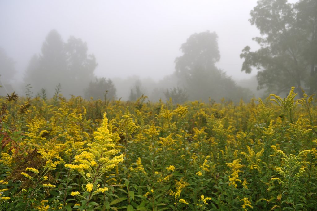 Wild and Cultivated Pleasures