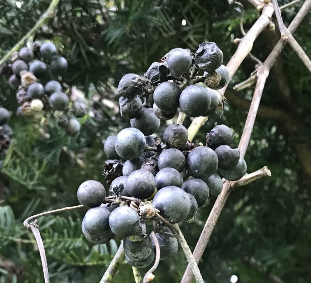 FOXY GRAPES