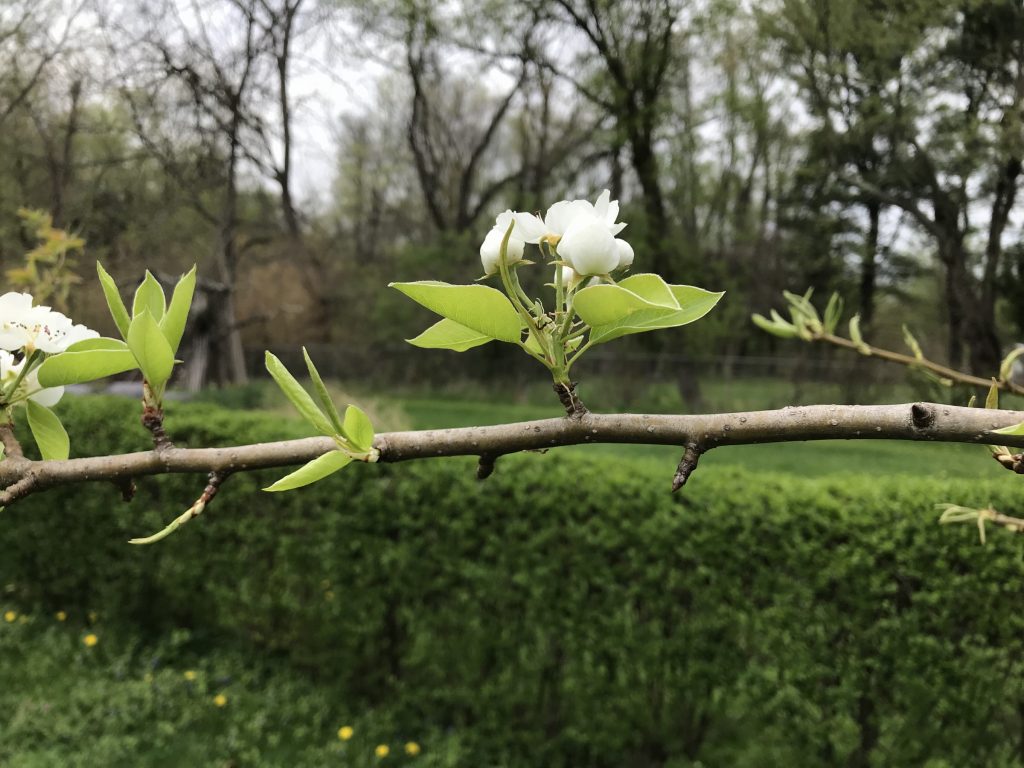 Pruning, Flowers