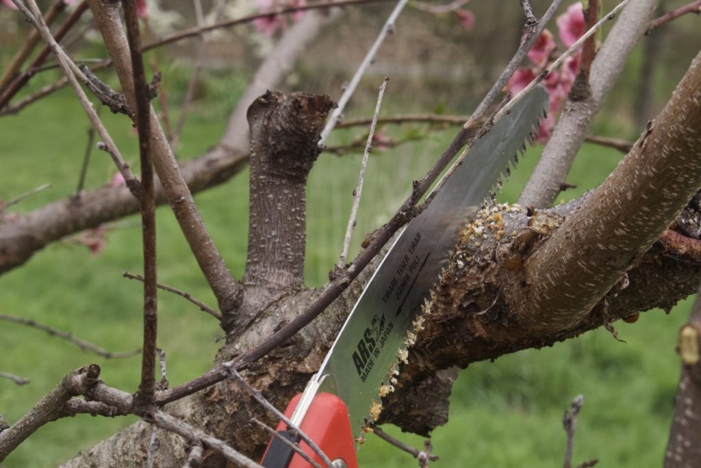 PRUNING FOR BEAUTY, FUN, AND FLAVOR