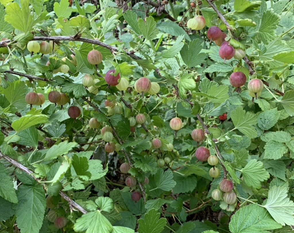 UNCOMMON BERRIES, FOR SOME