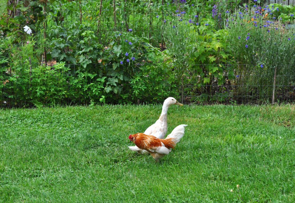 CREATURES LARGE AND SMALL