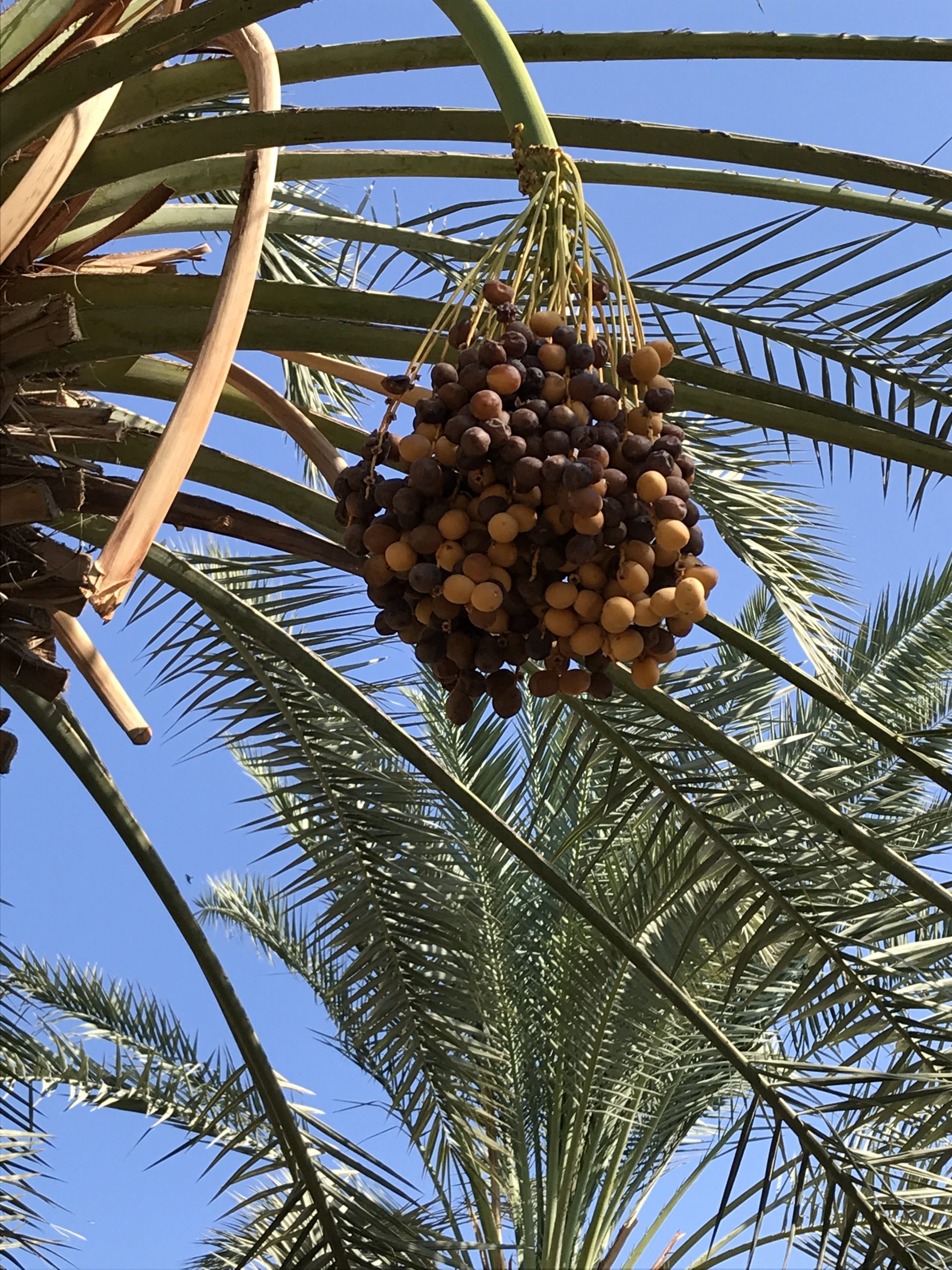 FROM GROCERS’ SHELVES TO MY FLOWER POTS