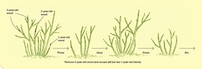 SHRUBS, I’M SHARPENING MY SHEARS AND LOPPERS